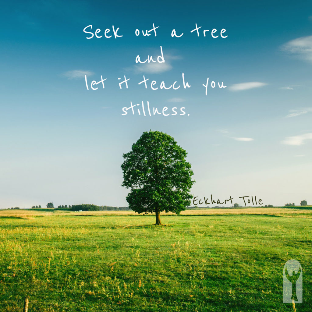 Shalem Institute / Seek out a tree